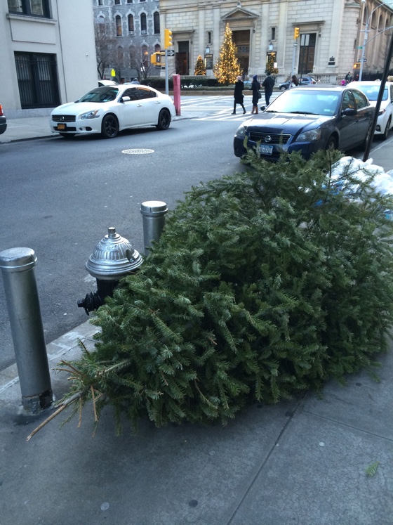 New York photo: dead Christmas tree - FlickFilosopher.com